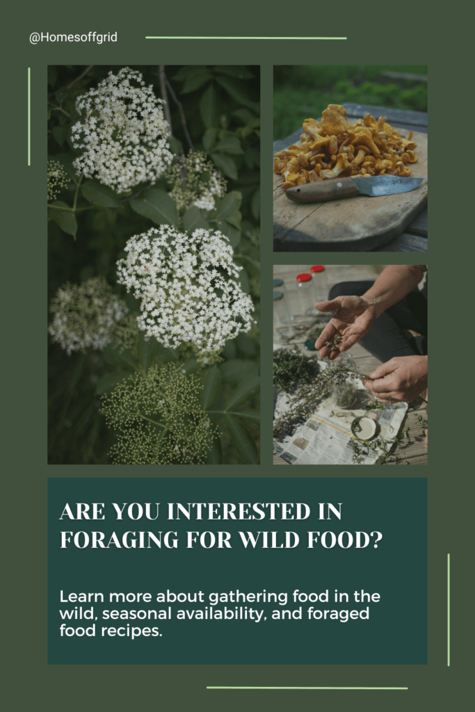 An Introduction to Foraging for Food in the Wild - Homes Off Grid