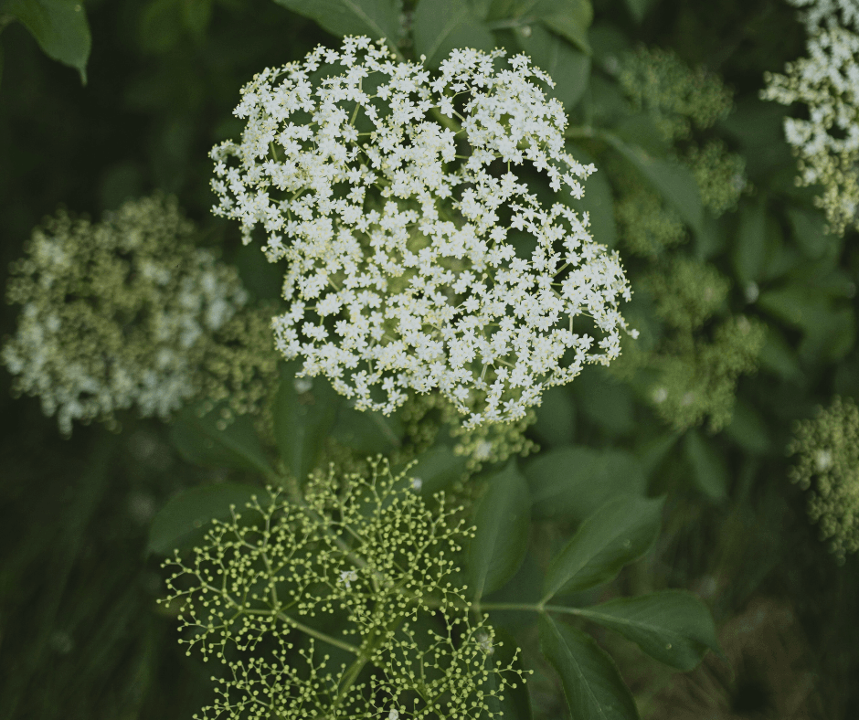 An Introduction to Foraging for Food in the Wild - Homes Off Grid